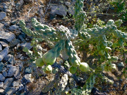 Choya pelona (Cylindropuntia cholla) - PictureThis
