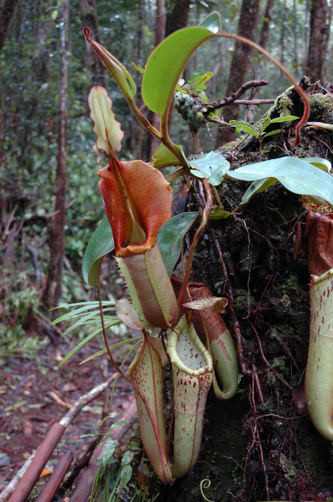 Veitch's pitcher-plant (Nepenthes veitchii) Flower, Leaf, Care, Uses ...