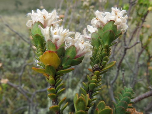 Pimelea traversii - PictureThis