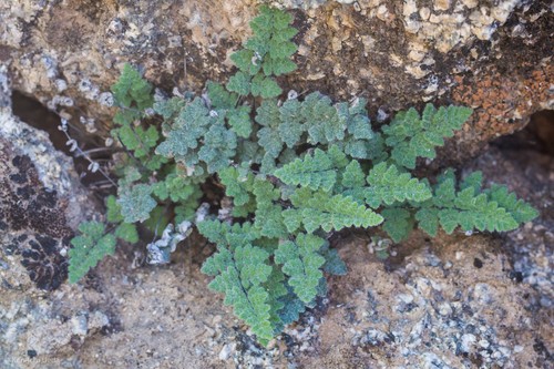 Parry's lip fern (Myriopteris parryi) Flower, Leaf, Care, Uses ...
