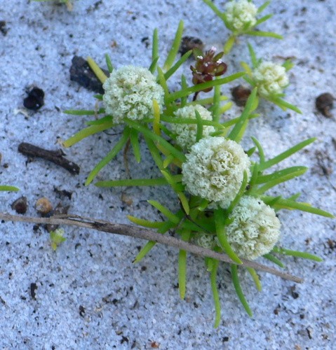 Siloxerus humifusus - PictureThis