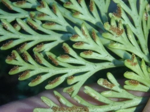 Asplenium rutifolium - PictureThis