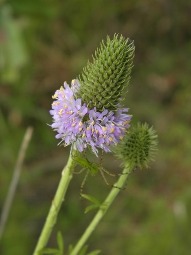 Dalea feayi - PictureThis