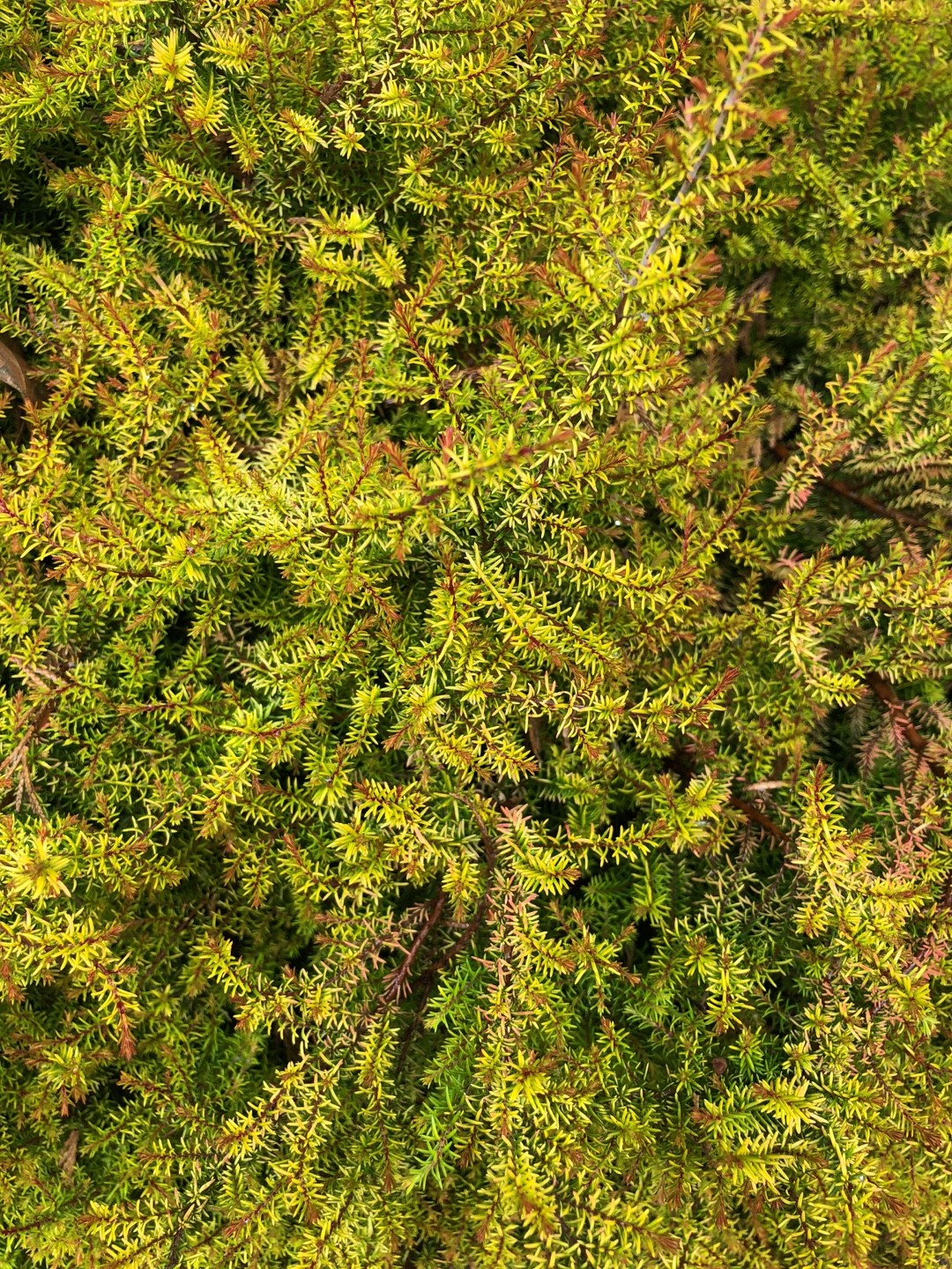 Erica carnea 'Ann Sparkes' - PictureThis