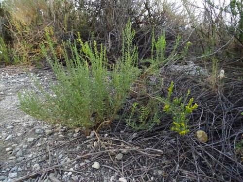 Arbustos de trementina (Ericameria) - PictureThis