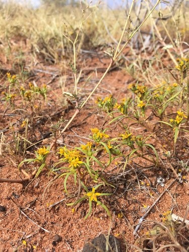 Pectis angustifolia 照顧，種植，繁殖，開花時間 - PictureThis