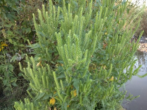 Lanceleaf ragweed (Ambrosia bidentata) Flower, Leaf, Care, Uses ...