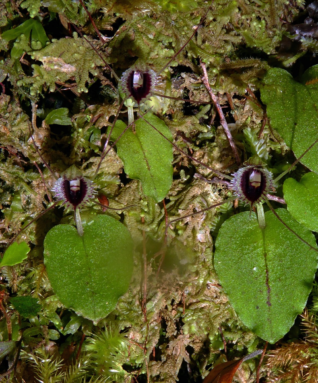 Corybas oblongus - PictureThis