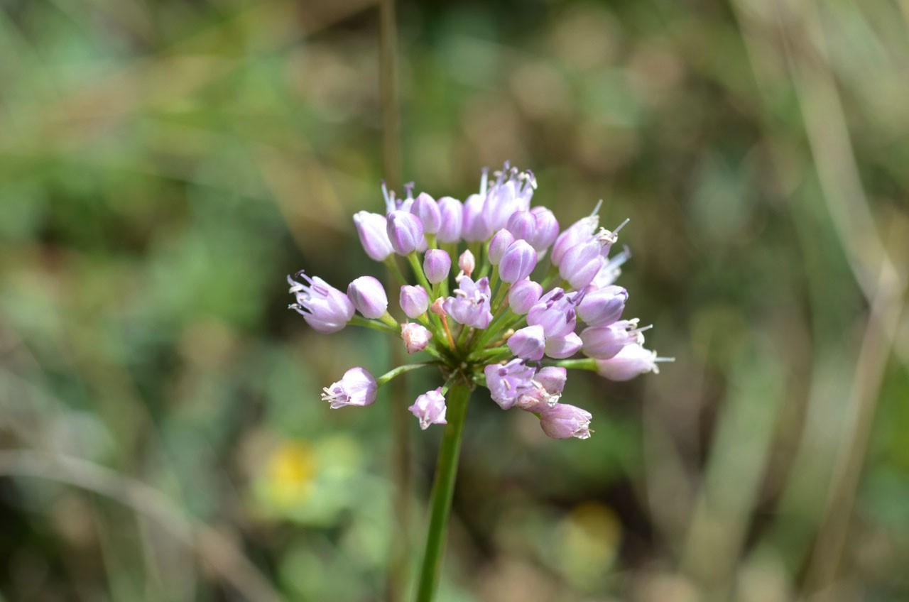 Mountain garlic (Allium lusitanicum) Flower, Leaf, Care, Uses - PictureThis