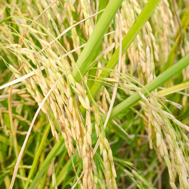 Rice (Oryza) Flower, Leaf, Care, Uses - PictureThis