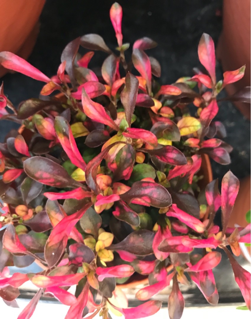 Joseph's coat (Alternanthera) Flower, Leaf, Care, Uses - PictureThis