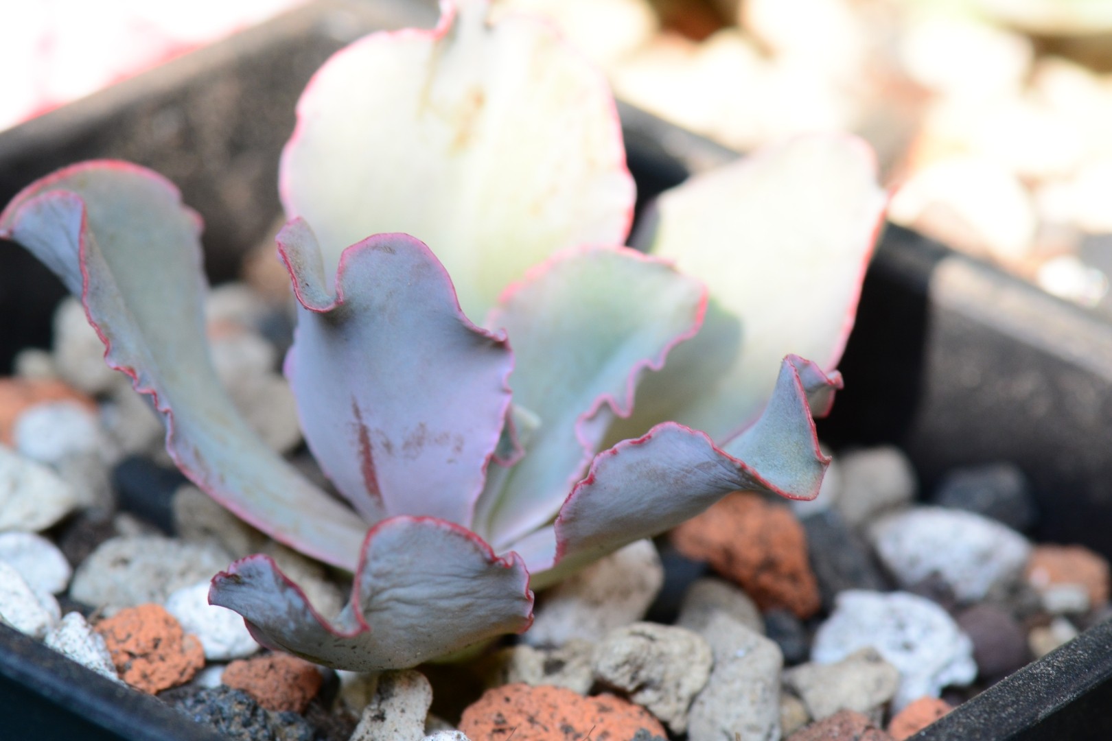 How to Plant and Grow Takasago no okina(Echeveria 'Takasago No Okina')
