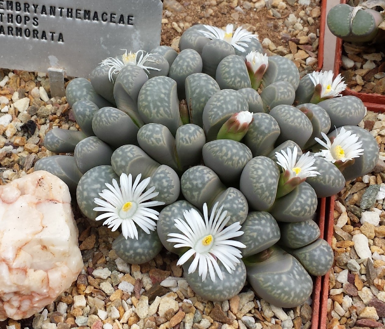 Argyroderma delaetii - PictureThis