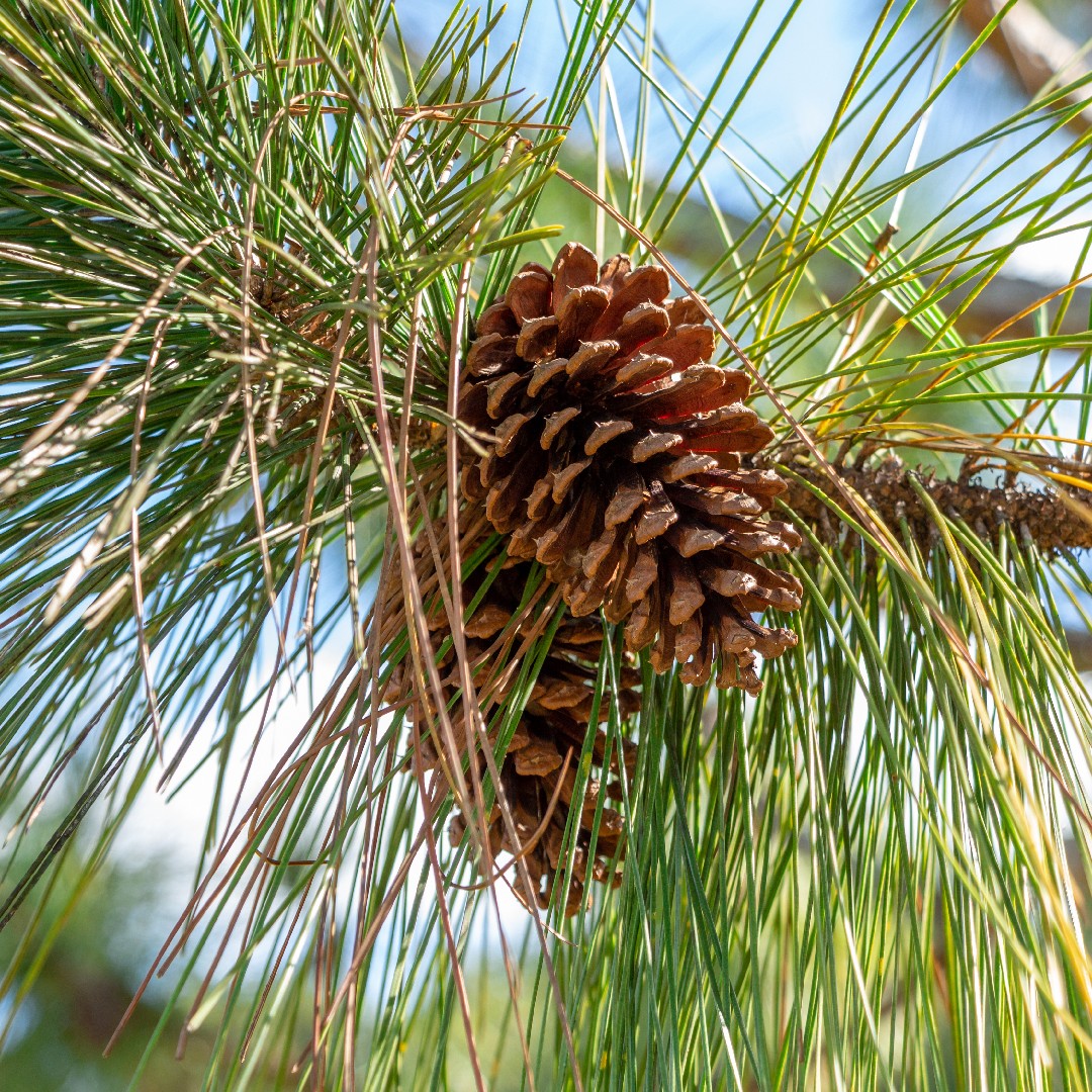 Slash pine Care (Watering, Fertilize, Pruning, Propagation) - PictureThis