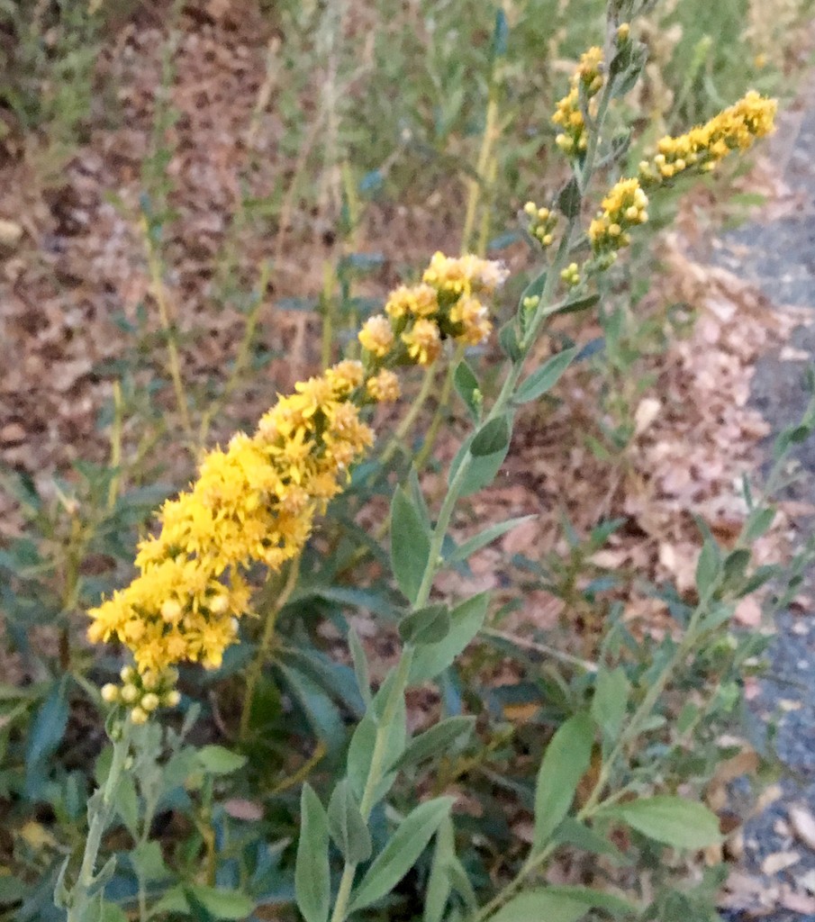 Solidago velutina - PictureThis