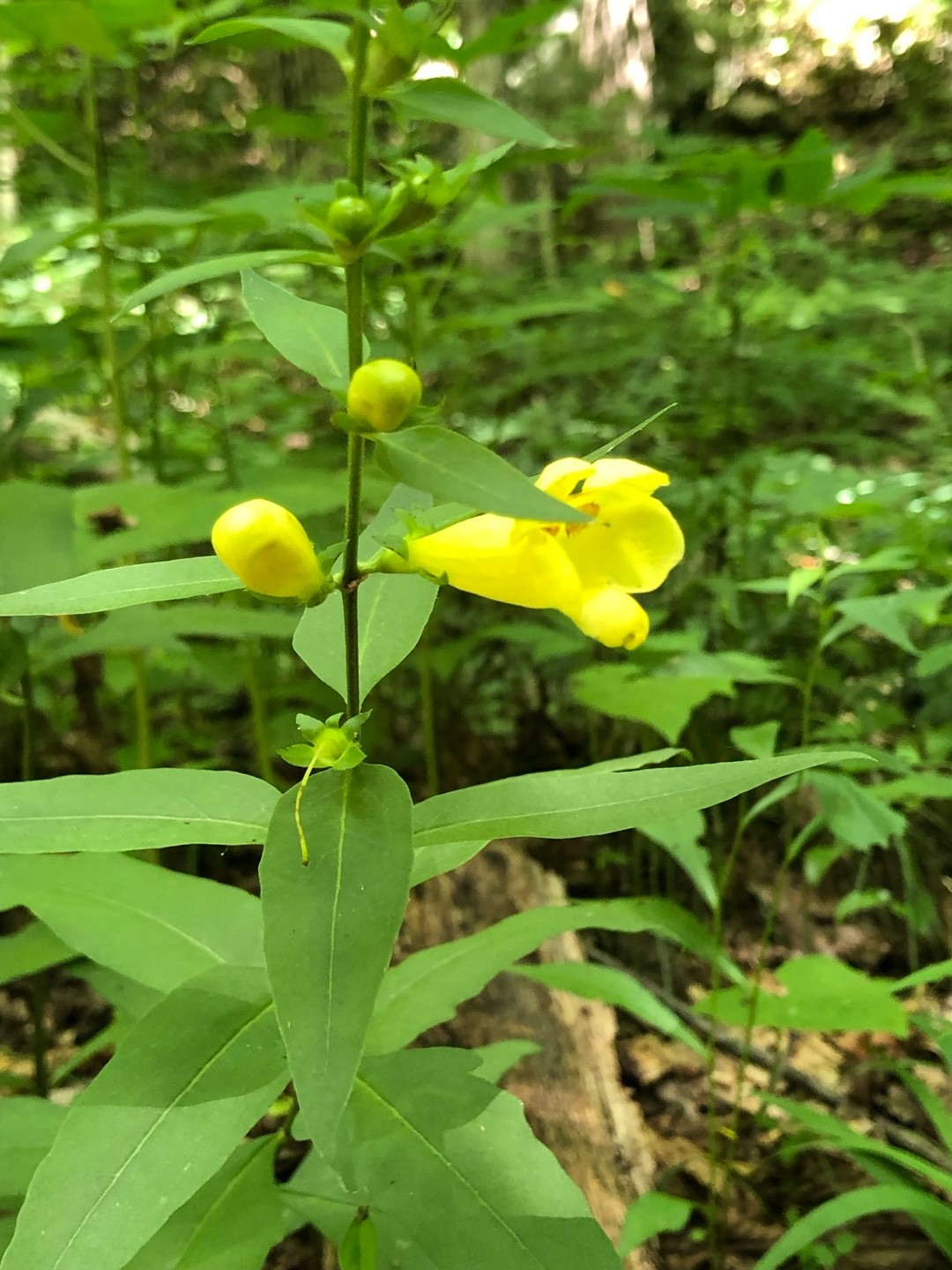 Downy yellow false foxglove (Aureolaria virginica) Flower, Leaf, Care ...