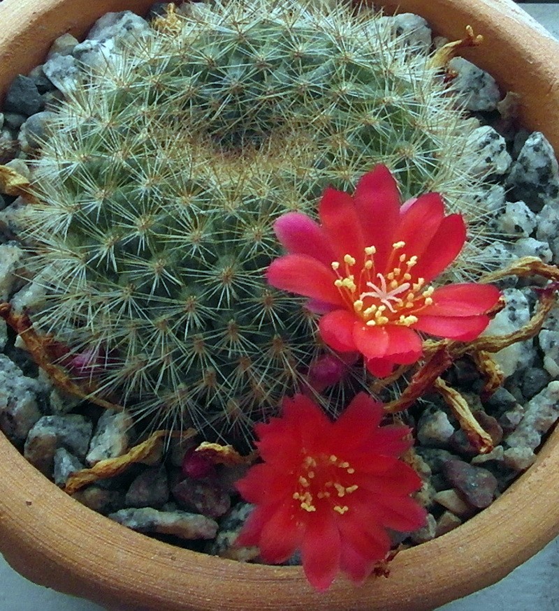 Ребуция крошечная (Rebutia minuscula) - PictureThis