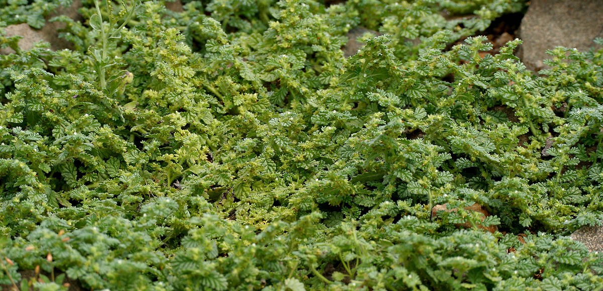 Coldenia procumbens - PictureThis