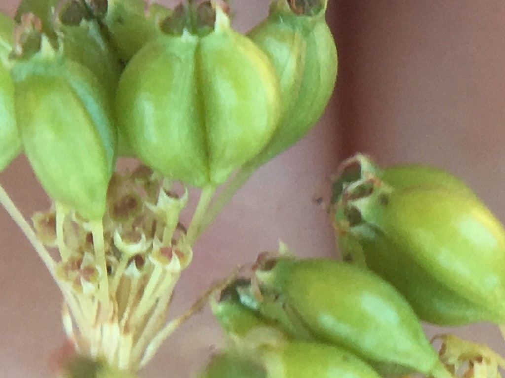 Common yampah (Perideridia gairdneri) Flower, Leaf, Care, Uses ...