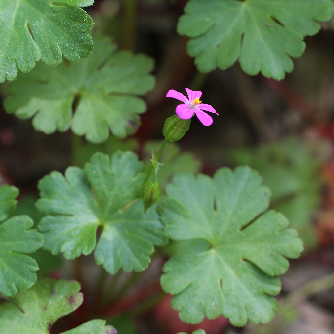 Shining cranesbill Care (Watering, Fertilize, Pruning, Propagation ...