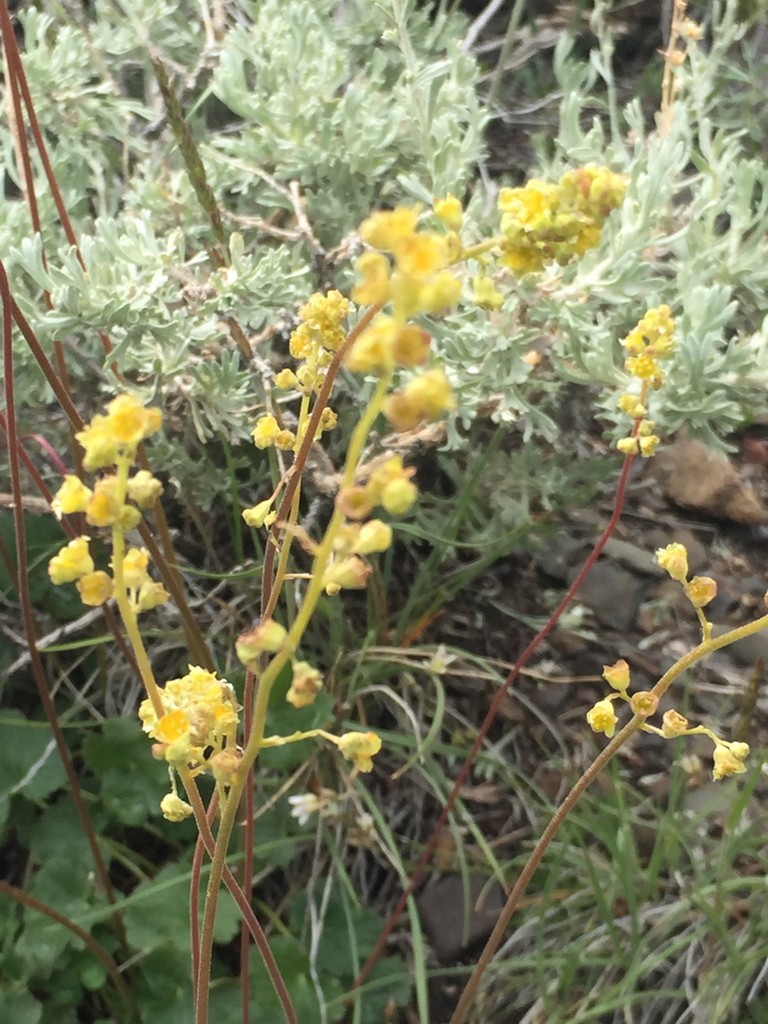 Heuchera parvifolia - PictureThis
