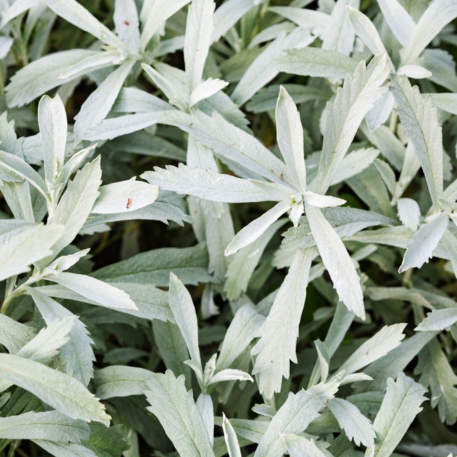 White sagebrush Care (Watering, Fertilize, Pruning, Propagation ...