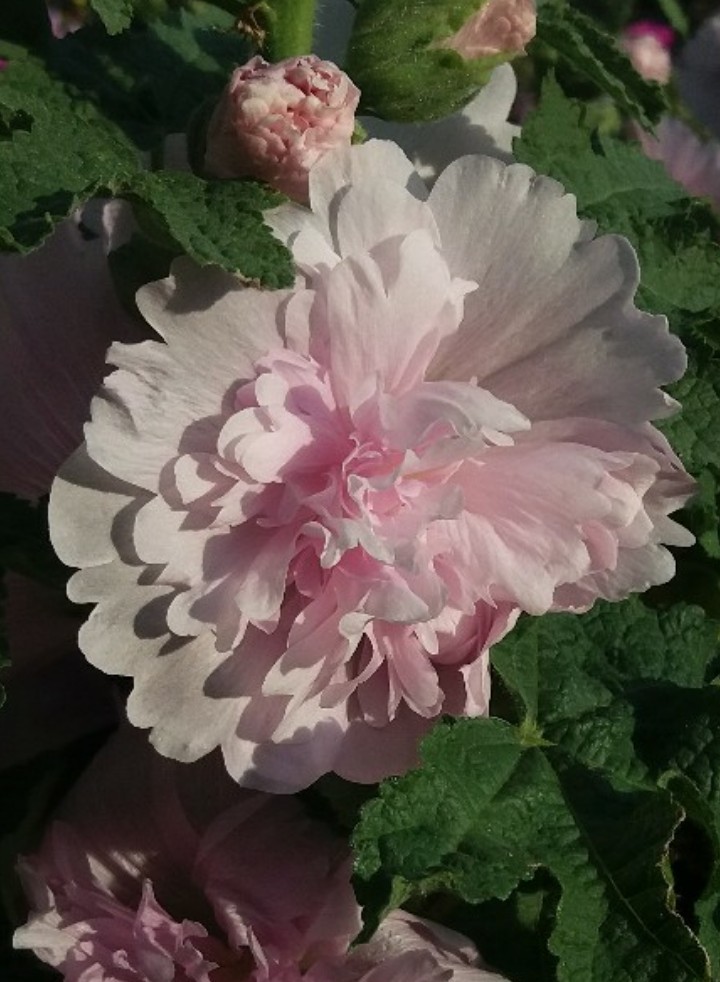 Alcea rosea 'Spring Celebrities Lilac' - PictureThis