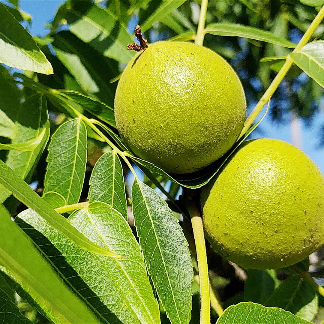 Juglans - PictureThis