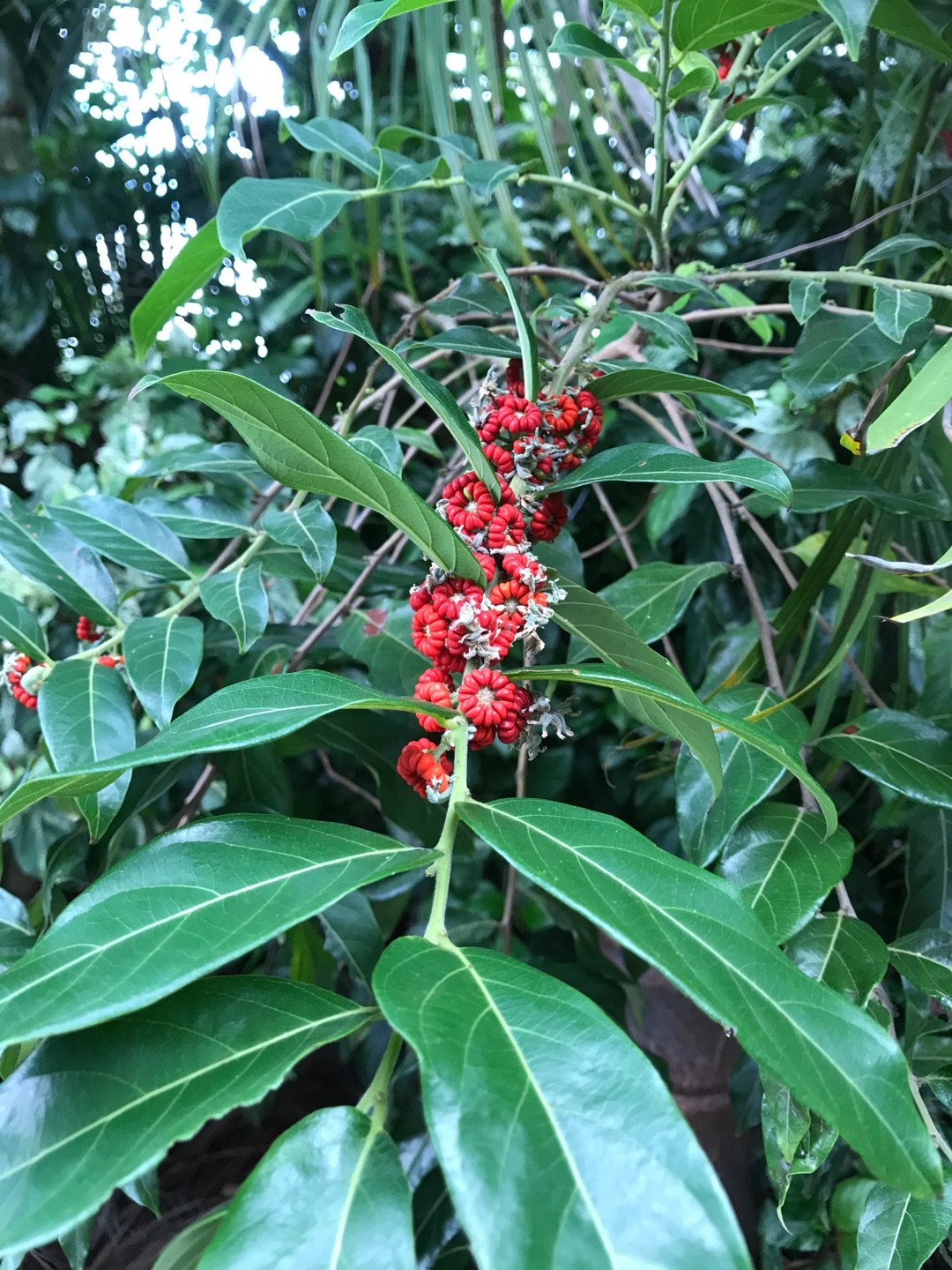 Philippine buttonwood (Glochidion philippicum) Flower, Leaf, Care, Uses ...