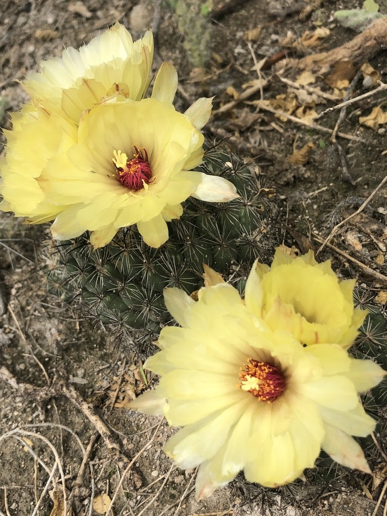 Coryphantha pallida Flower, Leaf, Care, Uses - PictureThis