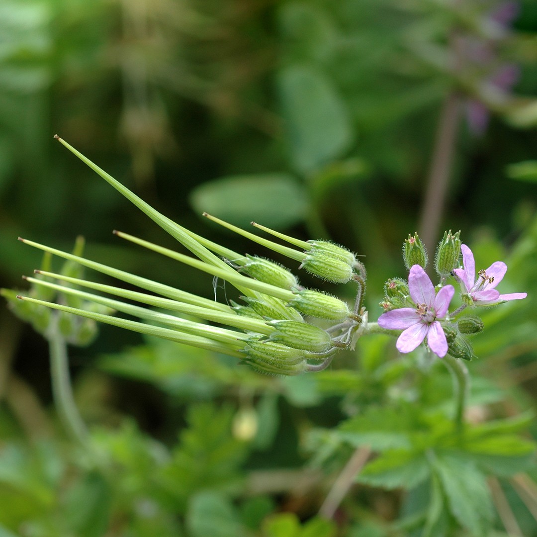 Iglica piżmowa (Erodium moschatum) - PictureThis