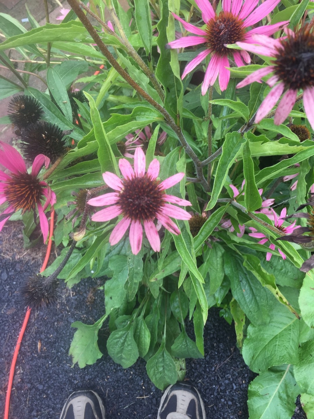 Echinacea tennesseensis - PictureThis