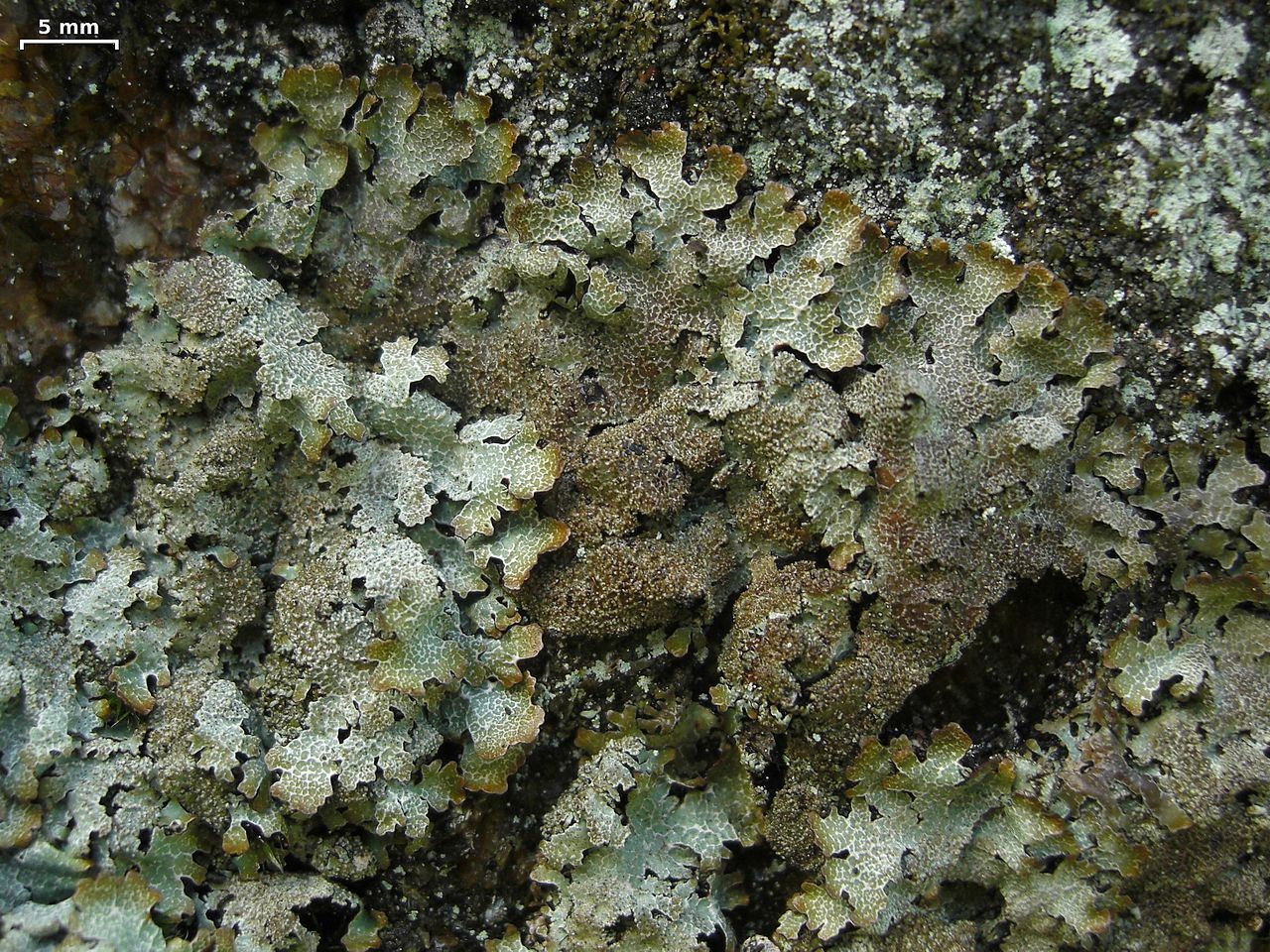 Parmelia saxatilis - PictureThis
