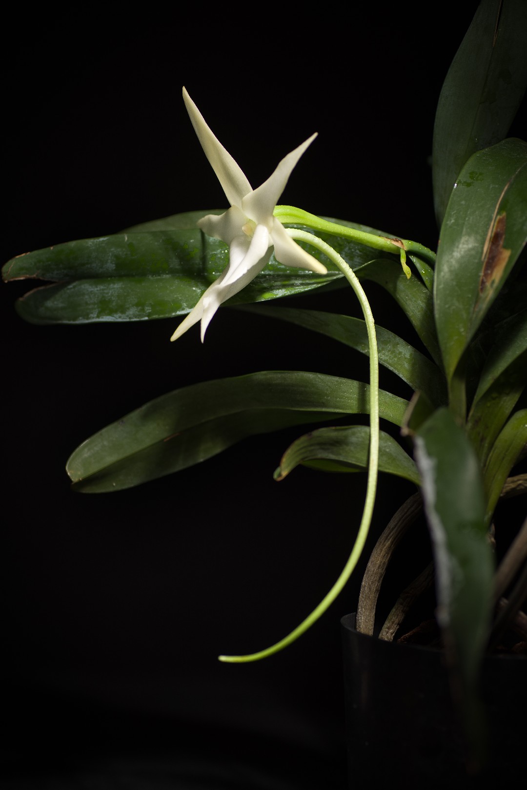 アングレカム・セスキペダレ (Angraecum sesquipedale) 花言葉，毒性，よくある質問 - PictureThis