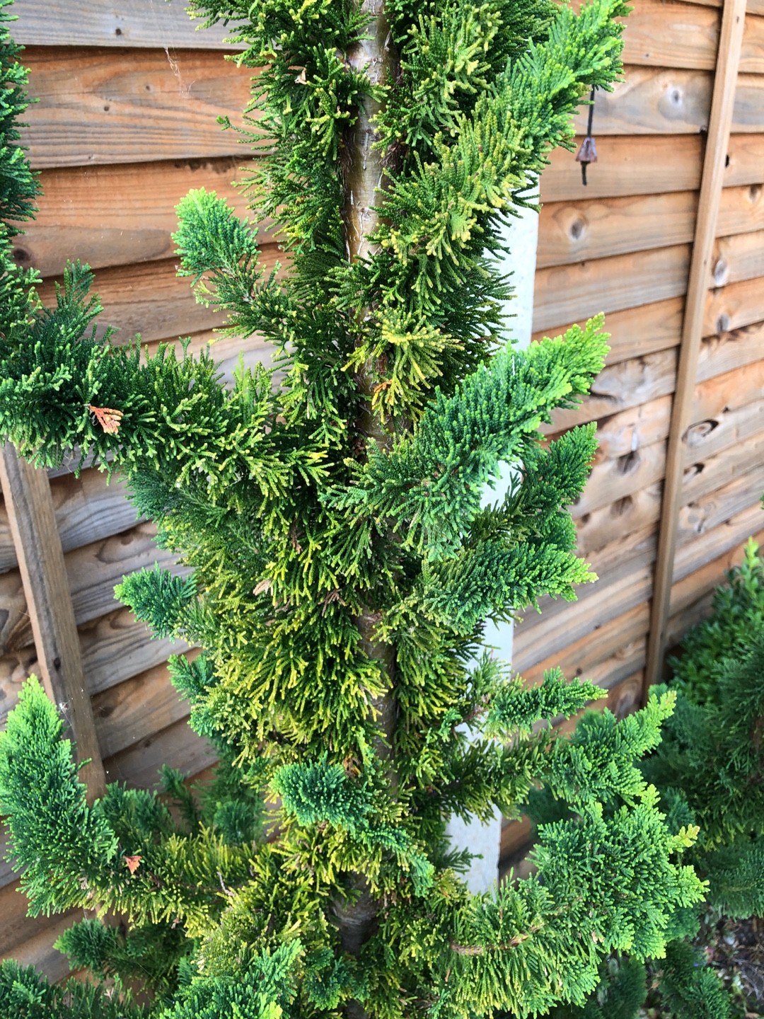 ️️ ¿Cómo se poda mi Chamaecyparis lawsoniana 'Wisselii'?