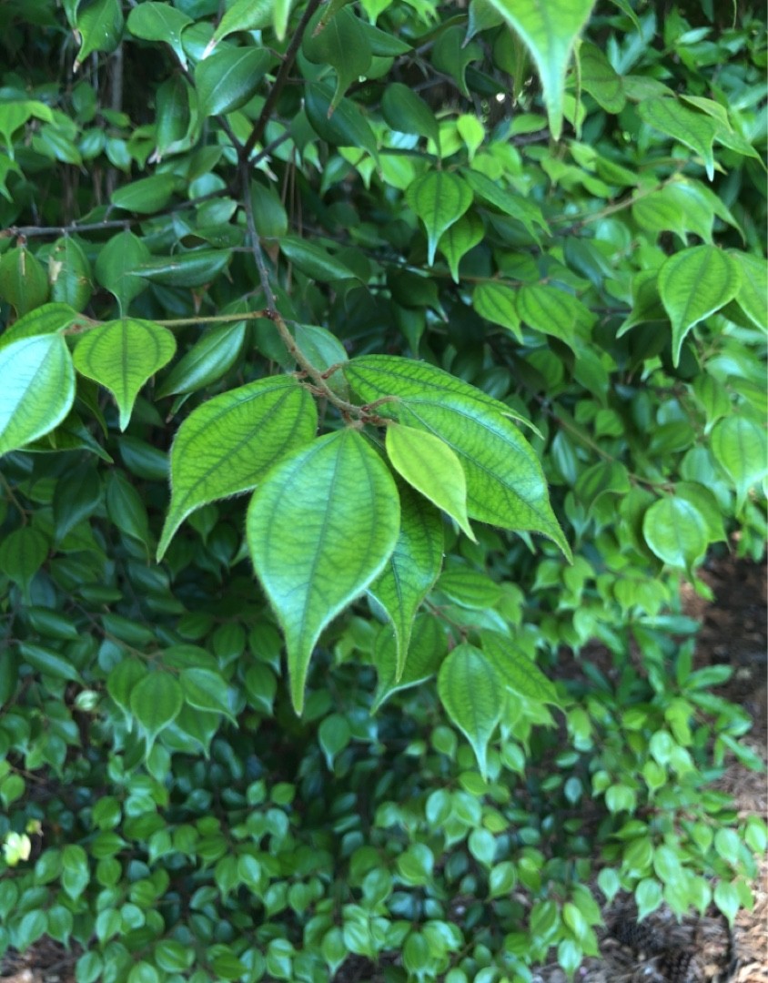 Lindera aggregata - PictureThis