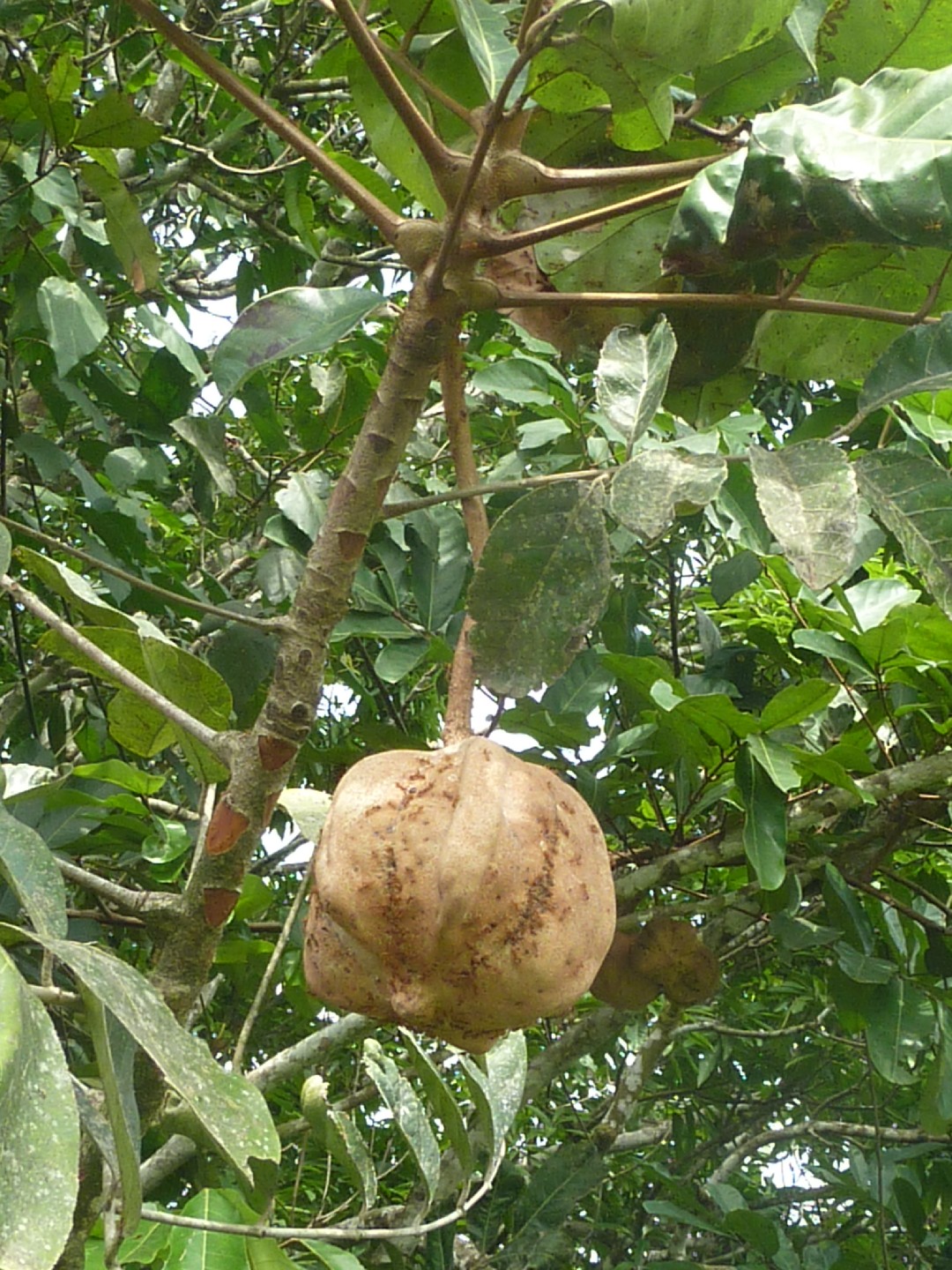 Carapa procera - PictureThis