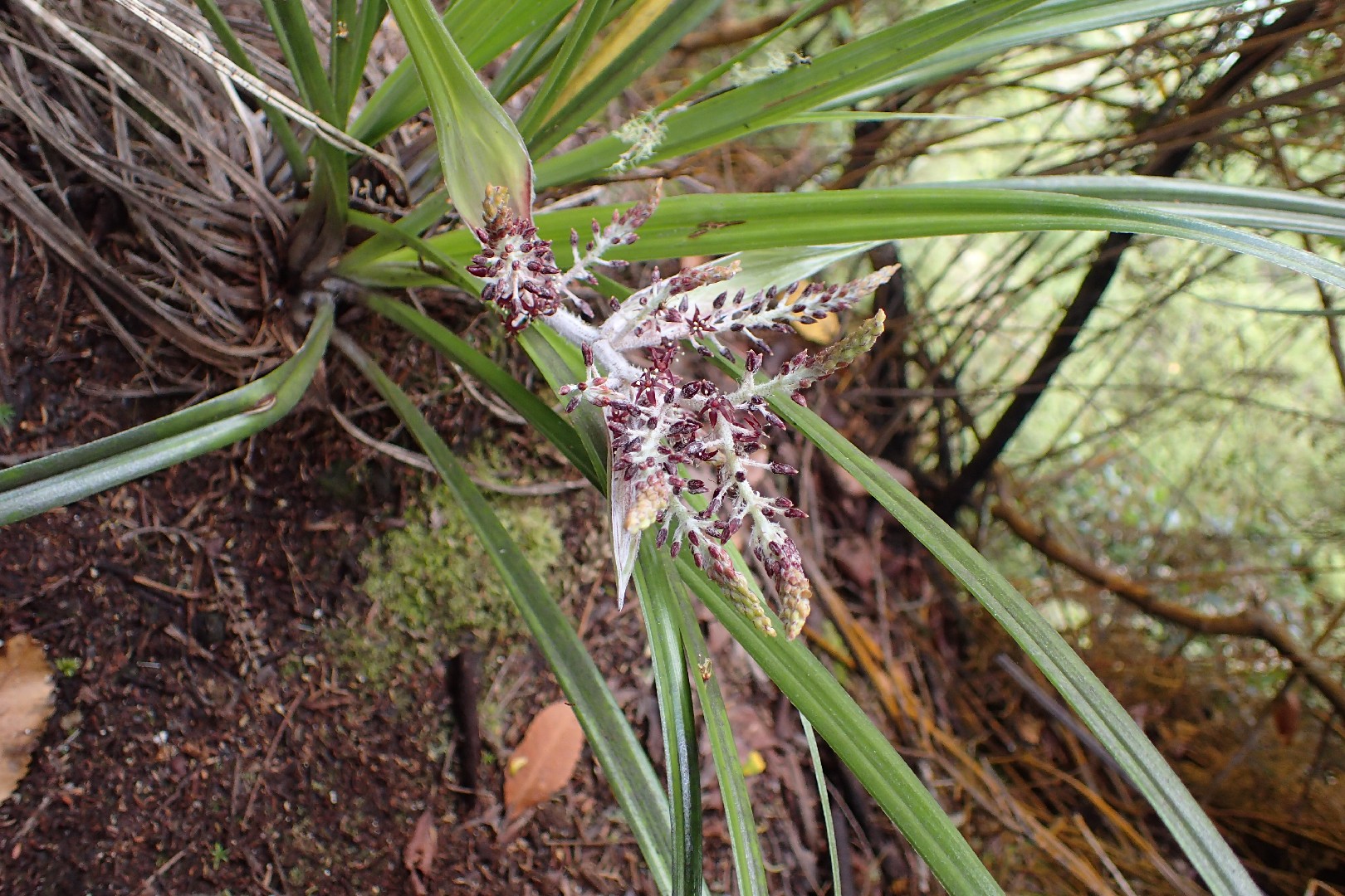 Astelia solandri - PictureThis