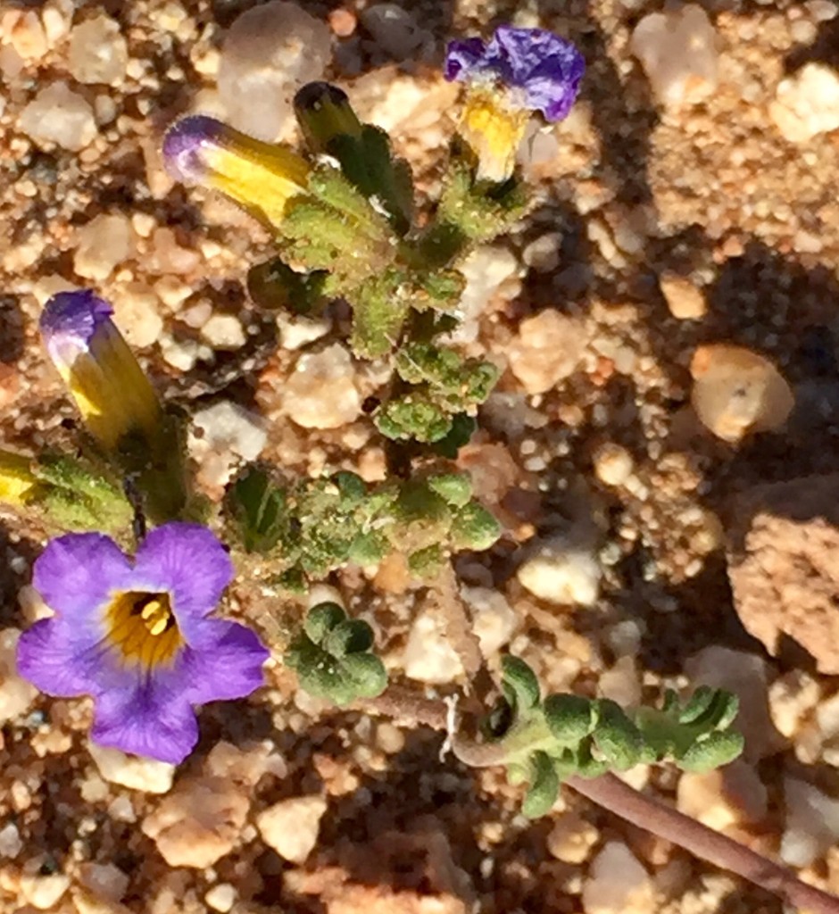 Phacelia fremontii - PictureThis