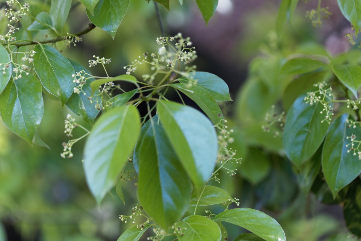 Cinnamons (Cinnamomum) Flower, Leaf, Care, Uses - PictureThis