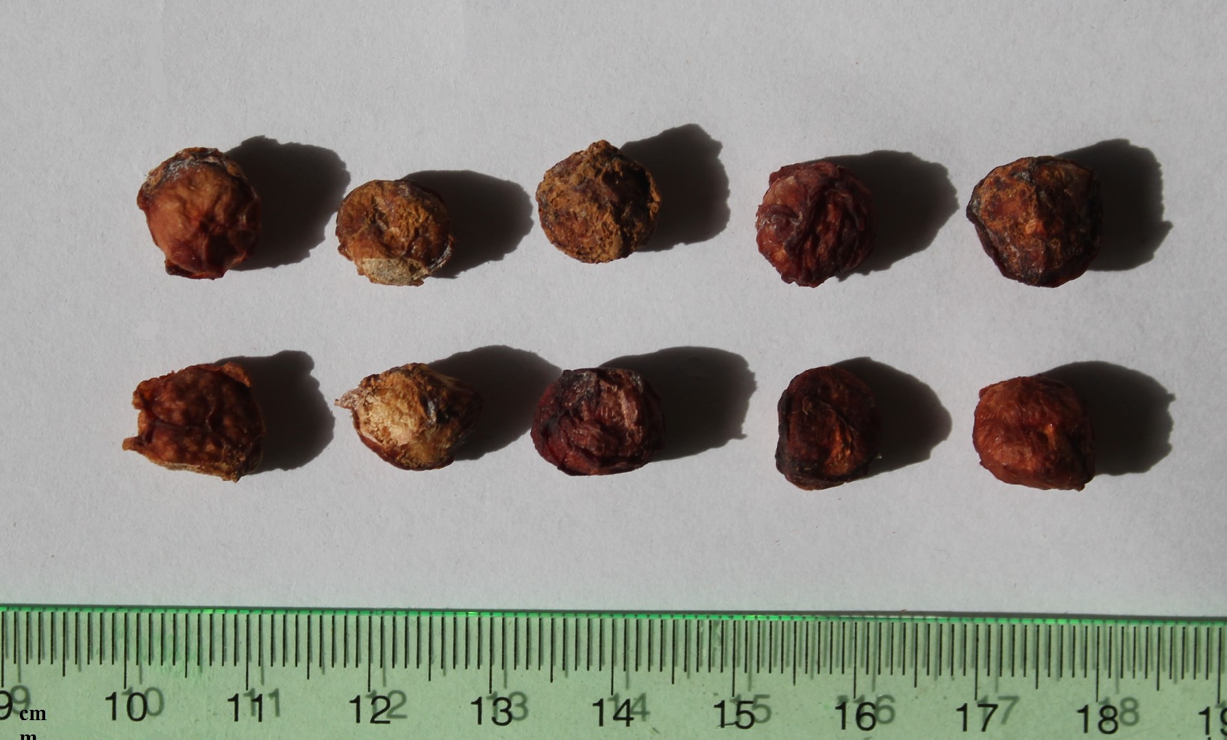 Protium subserratum Flower, Leaf, Care, Uses - PictureThis