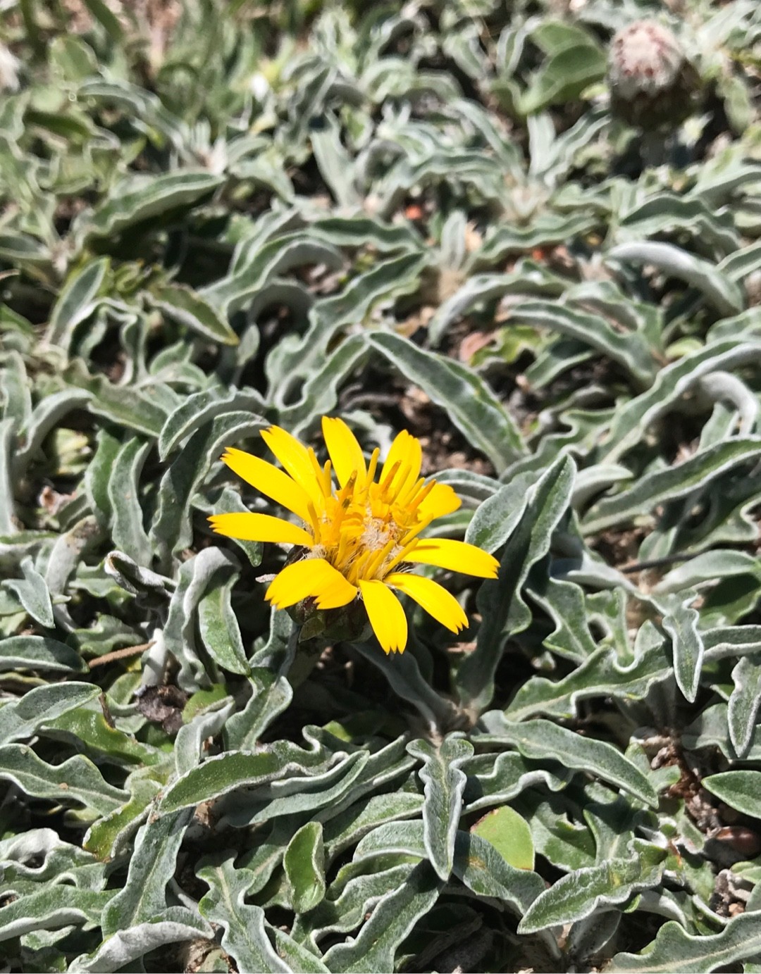 Inula montana 花言葉，毒性，よくある質問 - PictureThis