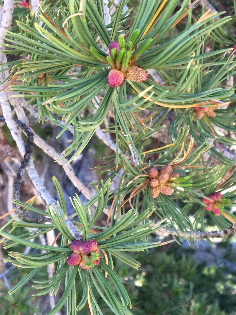 Conifers (Pinopsida) Flower, Leaf, Care, Uses - PictureThis