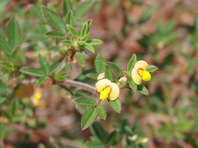 Stylosanthes guianensis - PictureThis