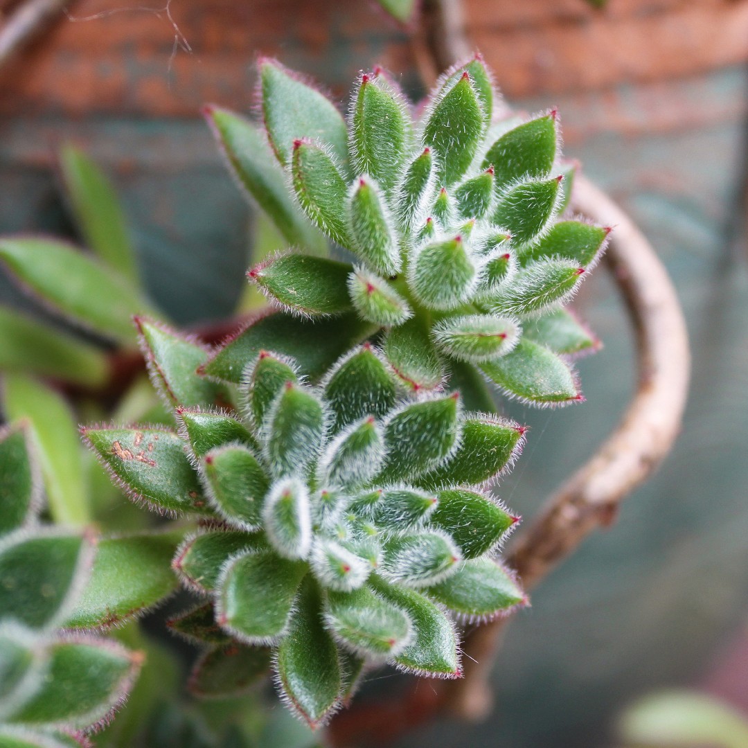 Echeveria setosa - PictureThis
