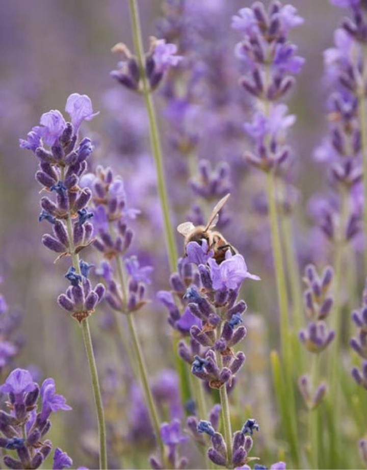 Lavender Care (Watering, Fertilize, Pruning, Propagation) - PictureThis