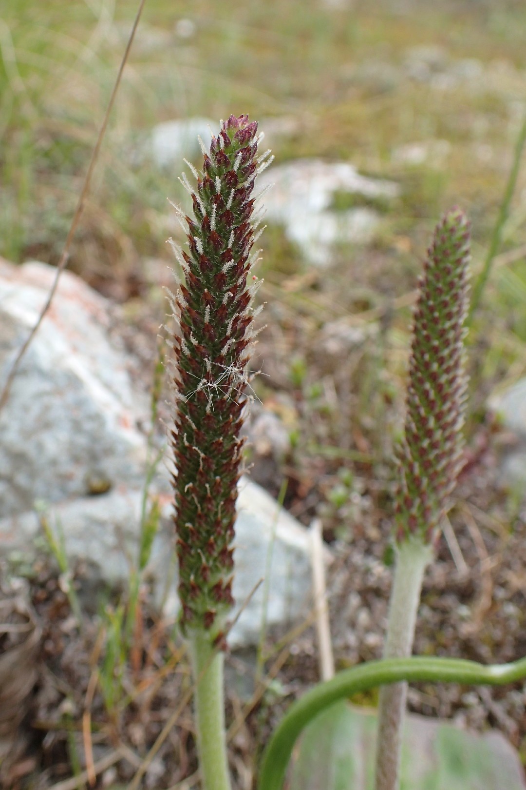 Plantago australis - PictureThis
