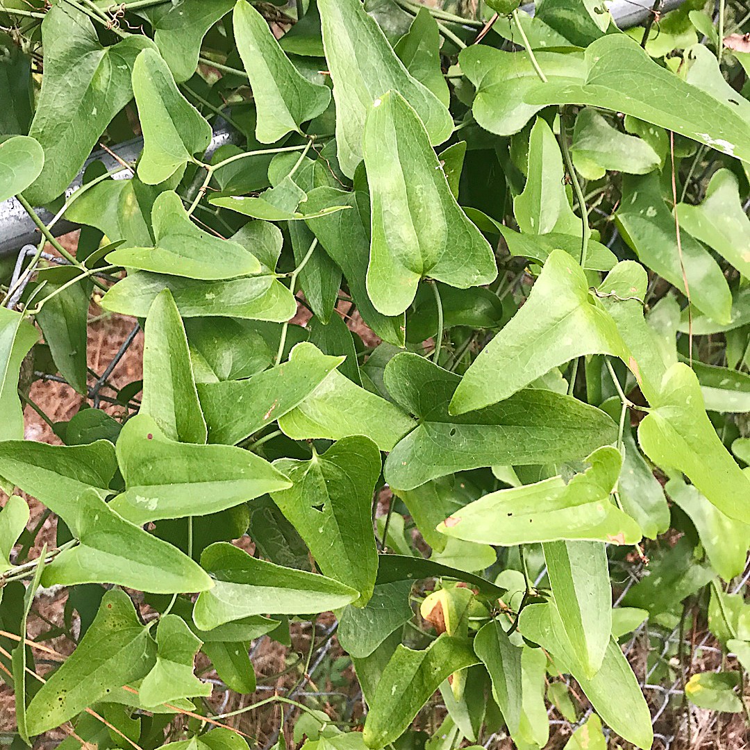 Smilax auriculata - PictureThis
