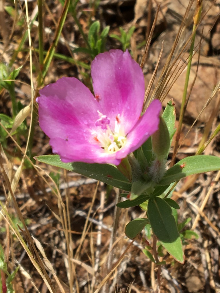 Clarkia Flower, Leaf, Care, Uses - PictureThis