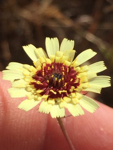How to Plant and Grow Yellow Hawkweed(Tolpis barbata)